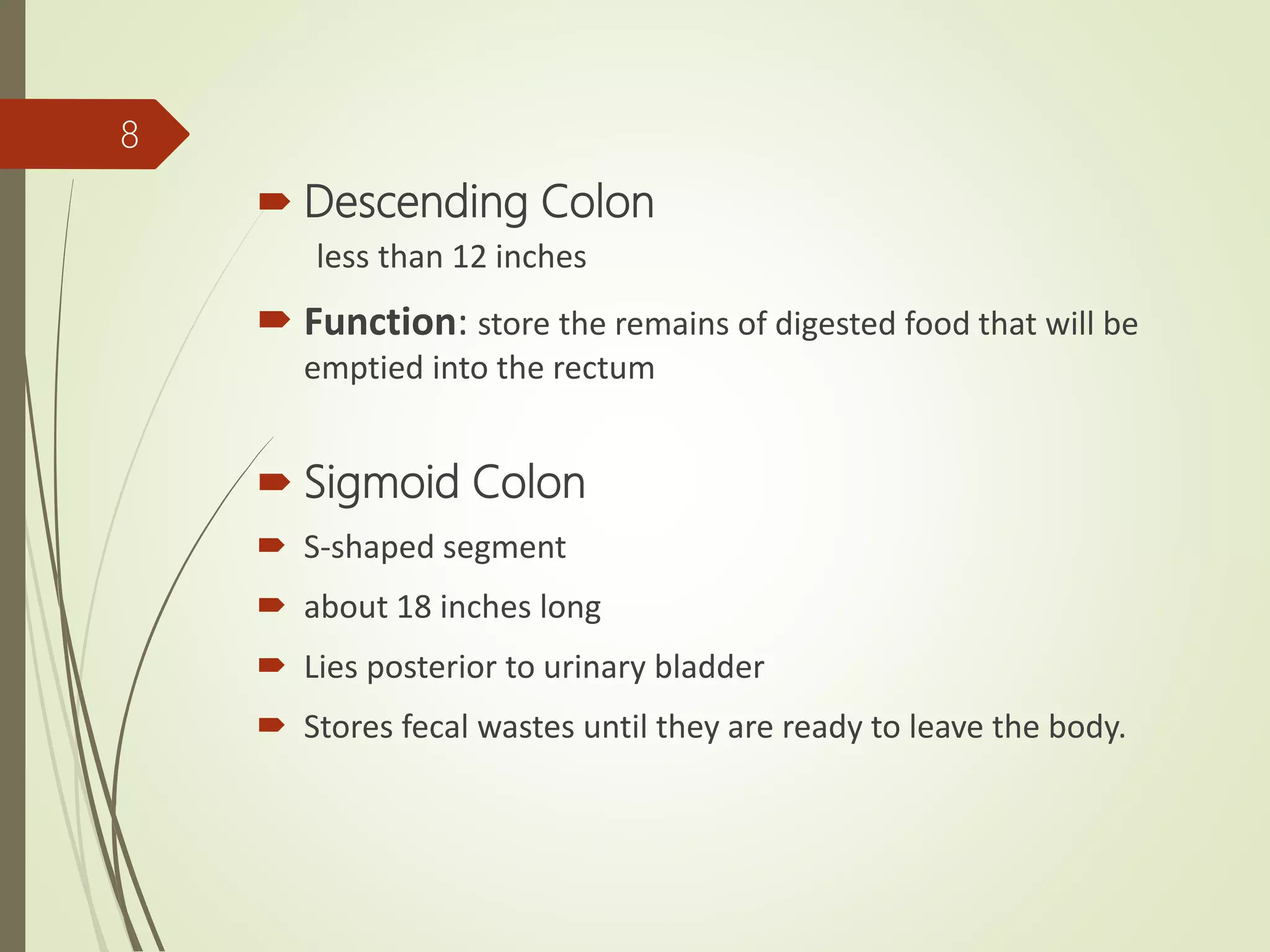 Anatomy & Physiology of large intestine | PPTX
