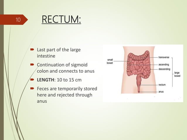 Anatomy & Physiology of large intestine | PPTX