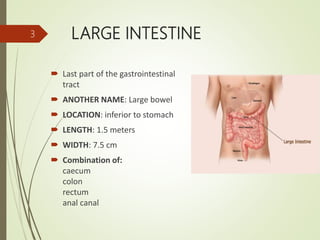 Anatomy & Physiology of large intestine | PPTX