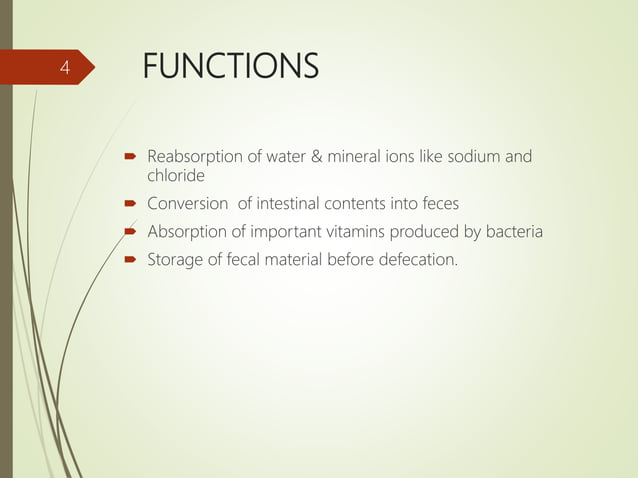 Anatomy & Physiology of large intestine | PPTX