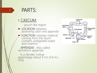 Anatomy & Physiology of large intestine | PPTX