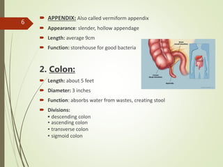 Anatomy & Physiology of large intestine | PPTX