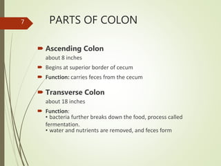 Anatomy & Physiology of large intestine | PPTX