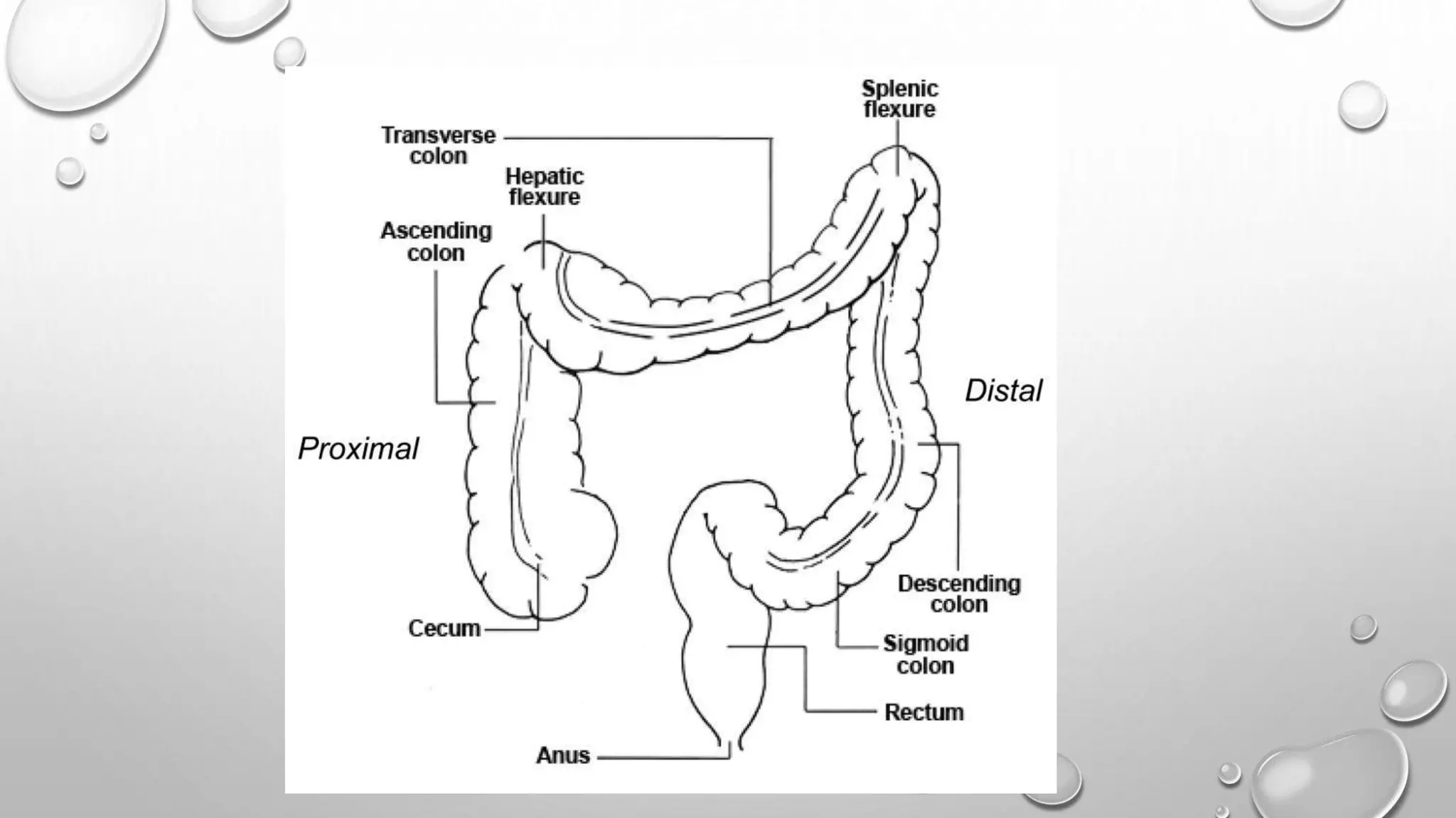 LARGE INTESTINE.pptx