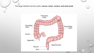 LARGE INTESTINE.pptx