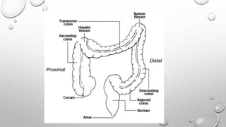 LARGE INTESTINE.pptx