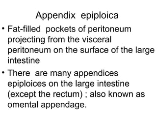Large intestine .pdf
