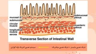 large intestine .pptx