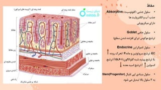 large intestine .pptx