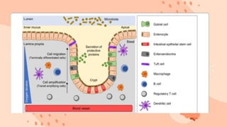large intestine .pptx