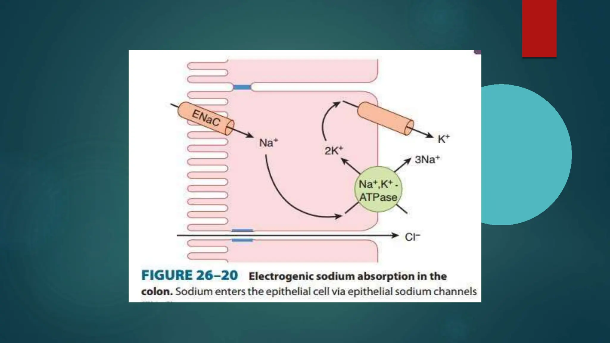 large intestine disorders signs and anatomy | PPTX