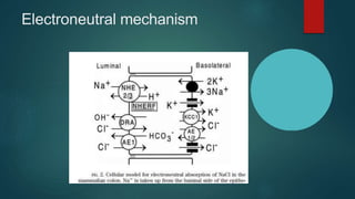 large intestine disorders signs and anatomy | PPTX