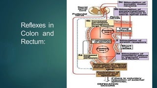large intestine disorders signs and anatomy | PPTX