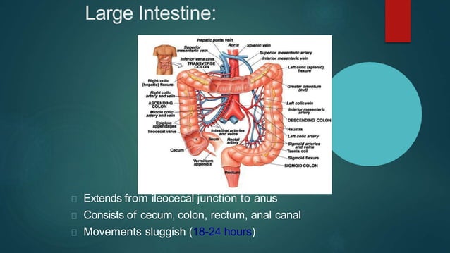 large intestine disorders signs and anatomy | PPTX