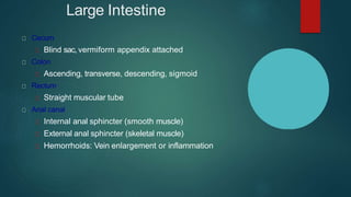 large intestine disorders signs and anatomy | PPTX