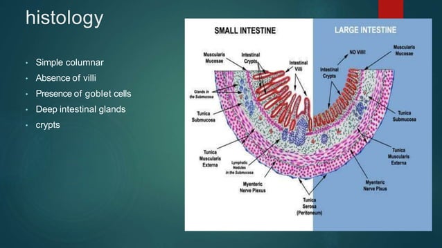 large intestine disorders signs and anatomy | PPTX
