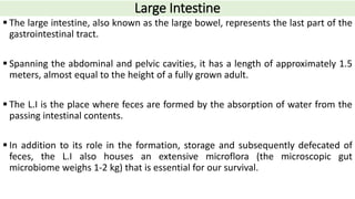 Large Intestine.pptxjdhdhdjdjdjdjdjehdhdh | PPT