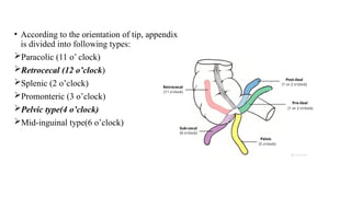 Anatomy of the human Large intestine.pptx