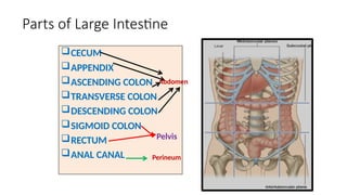 Anatomy of the human Large intestine.pptx