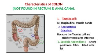 Anatomy of the human Large intestine.pptx