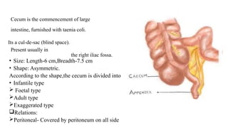 Anatomy of the human Large intestine.pptx