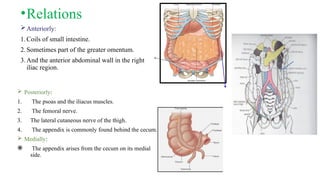 Anatomy of the human Large intestine.pptx