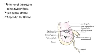 Anatomy of the human Large intestine.pptx