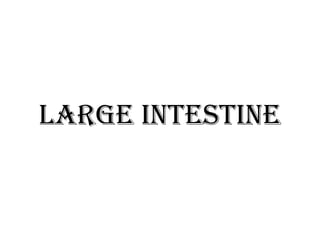 Large intestine | PPT