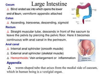 Large intestine 2018.pptx. a detailed | PPTX