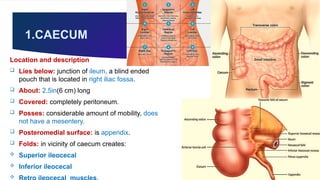 Large Intestine by Dr. Rabia Inam Gandapore.pptx