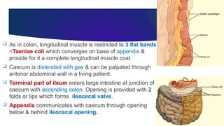 Large Intestine by Dr. Rabia Inam Gandapore.pptx
