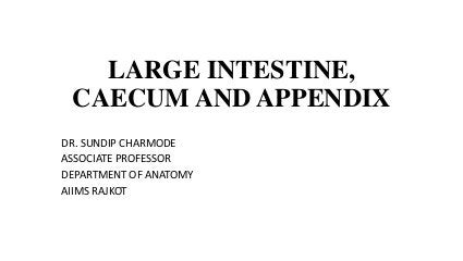 Large intestine , Caecum and Appendix.pptx | Digestive Disorders ...