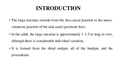 Large intestine , Caecum and Appendix.pptx | Digestive Disorders ...