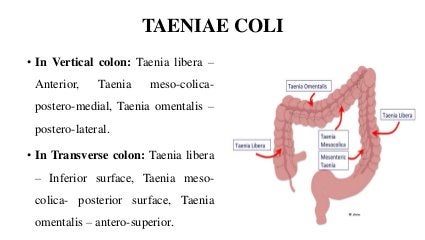 Large intestine , Caecum and Appendix.pptx | Digestive Disorders ...