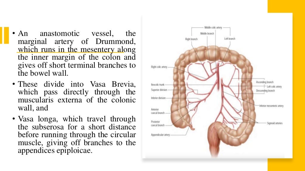Large intestine , Caecum and Appendix.pptx