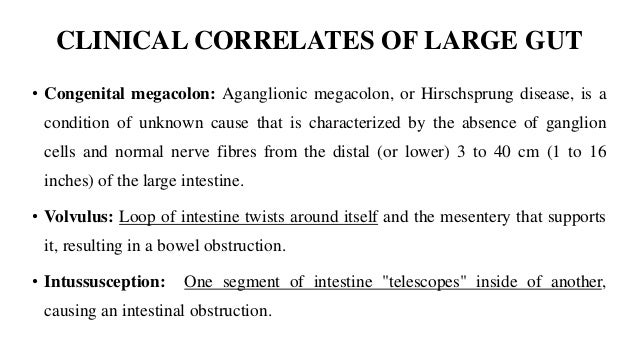 Large intestine , Caecum and Appendix.pptx | Digestive Disorders ...