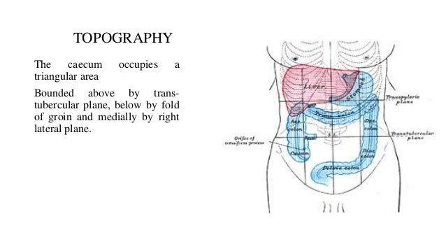 Large intestine , Caecum and Appendix.pptx | Digestive Disorders ...