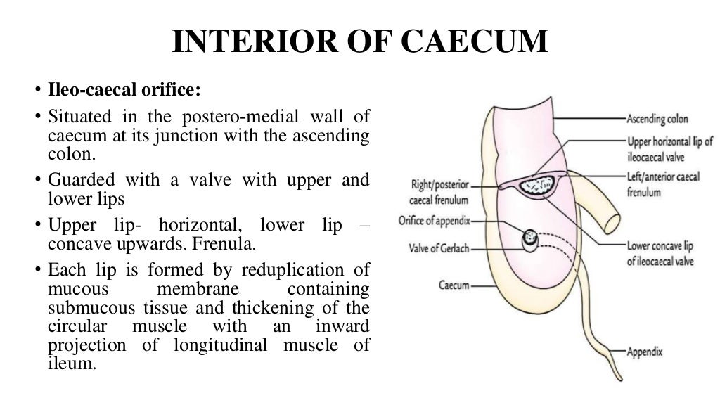 Large intestine , Caecum and Appendix.pptx