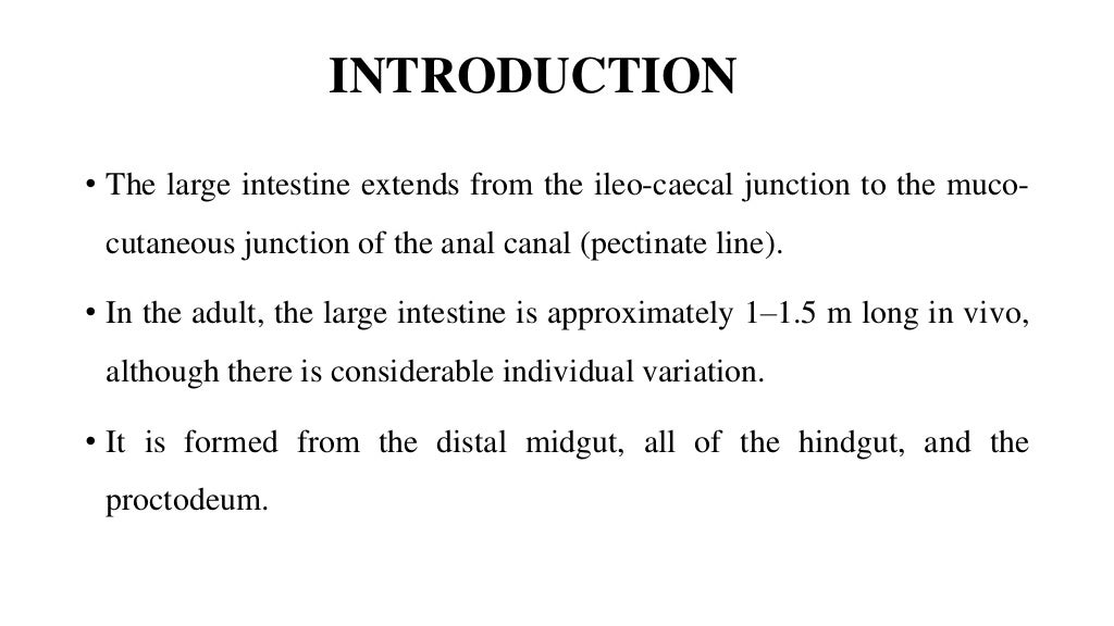 Large intestine , Caecum and Appendix.pptx