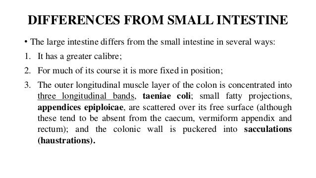 Large intestine , Caecum and Appendix.pptx | Digestive Disorders ...