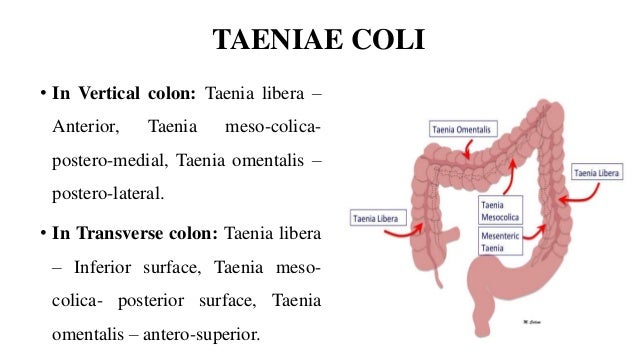 Large intestine , Caecum and Appendix.pptx | Digestive Disorders ...