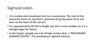 Large intestine dr kakande.pptx