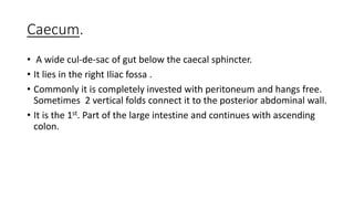 Large intestine dr kakande.pptx