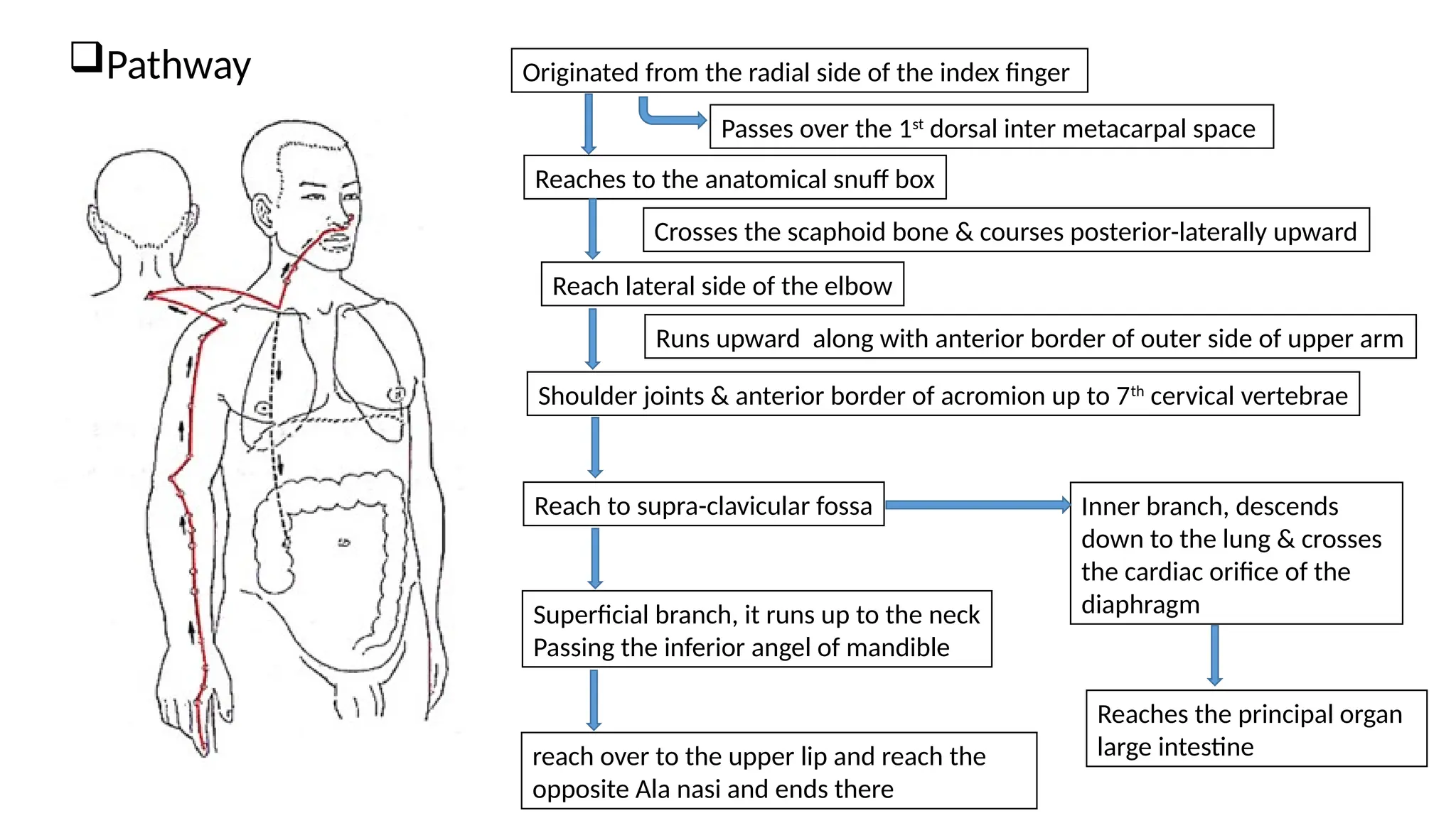 Large Intestine meridian introduction, pathway and indications.pptx