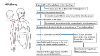 Large Intestine meridian introduction, pathway and indications.pptx