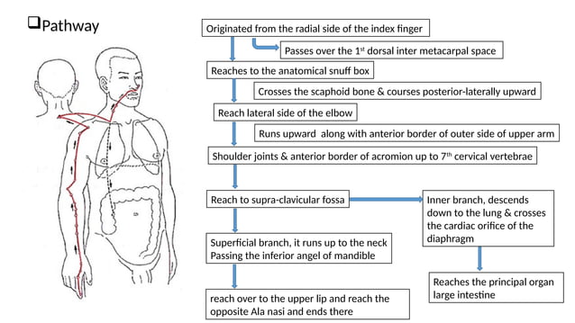 Large Intestine meridian introduction, pathway and indications.pptx