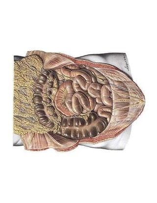 Large Intestine New Anatomy with Applied Aspect.pdf
