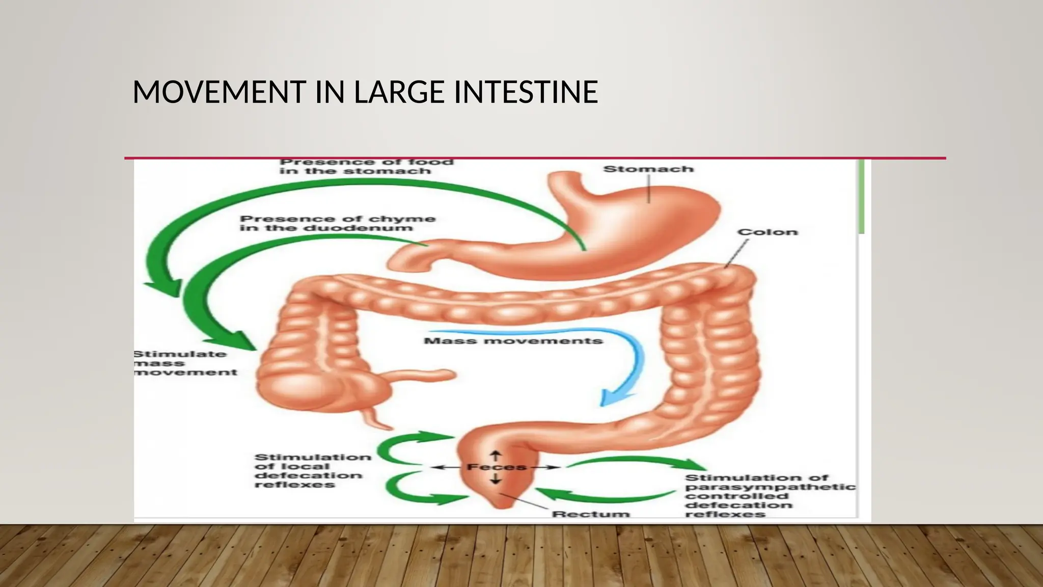 GIT Physiology - Large intestine physiology. .ppt