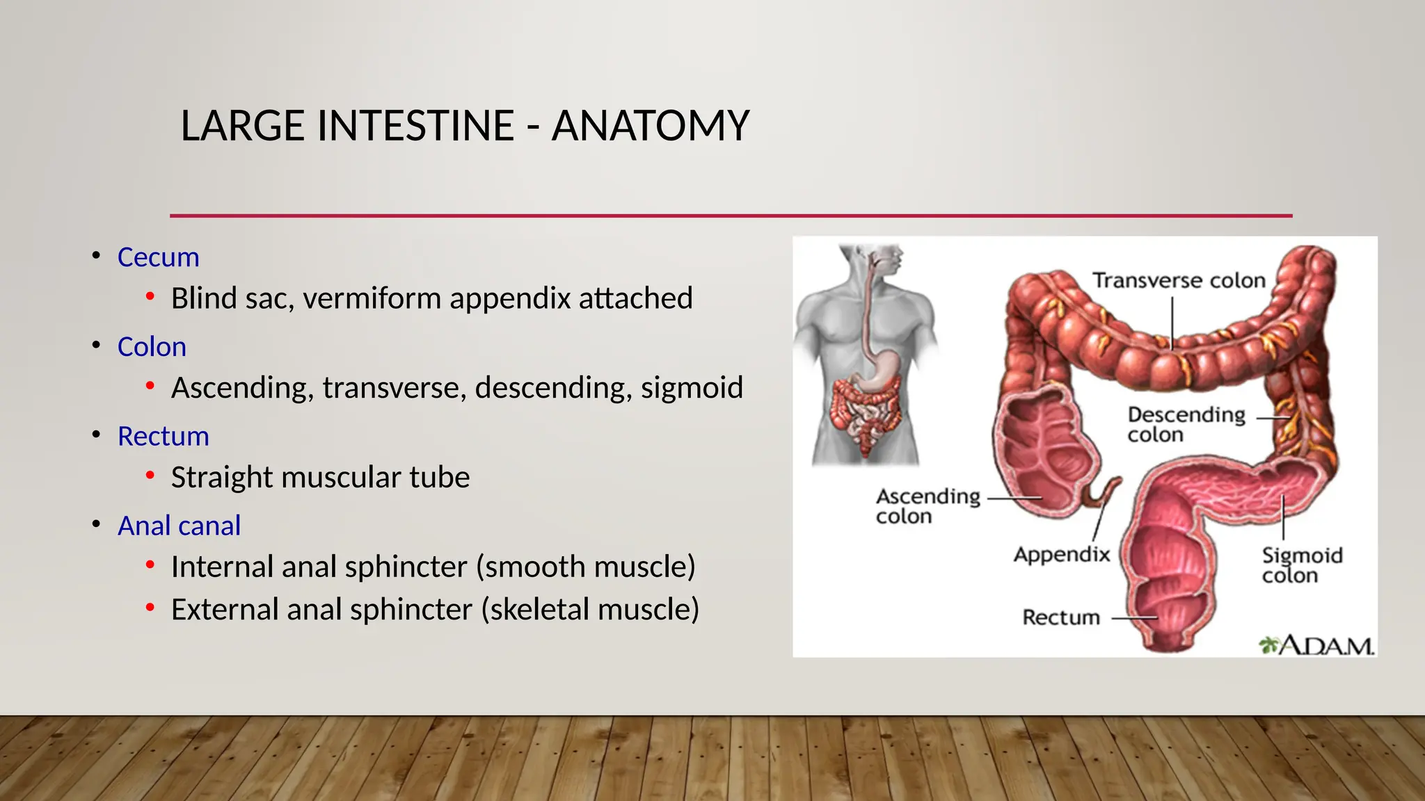 GIT Physiology - Large intestine physiology. .ppt