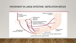 GIT Physiology - Large intestine physiology. .ppt
